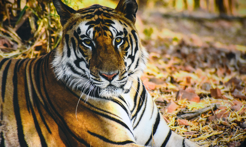 WWF PAKISTAN ORGANIZES WILDLIFE PHOTOGRAPHY SHOW | Happenings - MAG THE ...